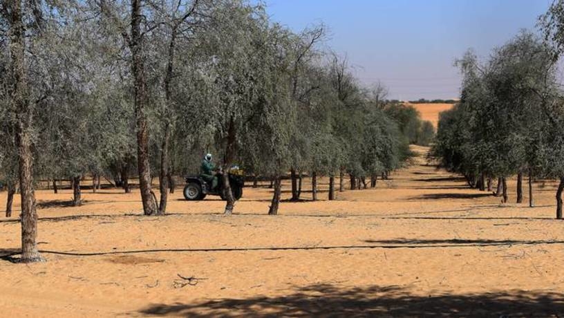 Etihad Rail reveals scenic route through Abu Dhabi forest